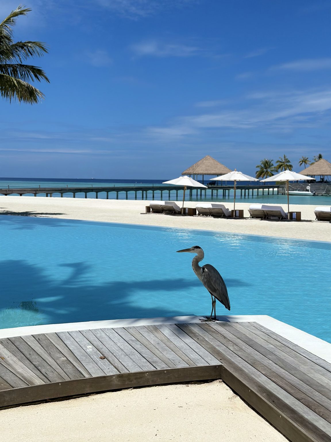 COMO Maalifushi - Luxury Maldives Resort | Go Ocean
